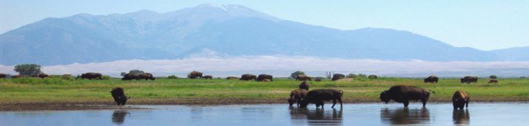 The American Buffalo – Legends of America