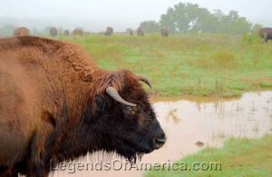 The American Buffalo – Legends of America